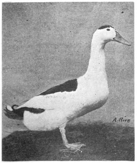 Magpie - Open Poultry Standards Australia