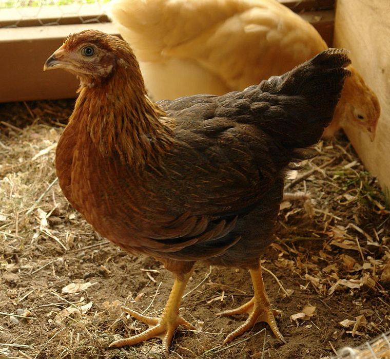 Welsummer - Open Poultry Standards Australia