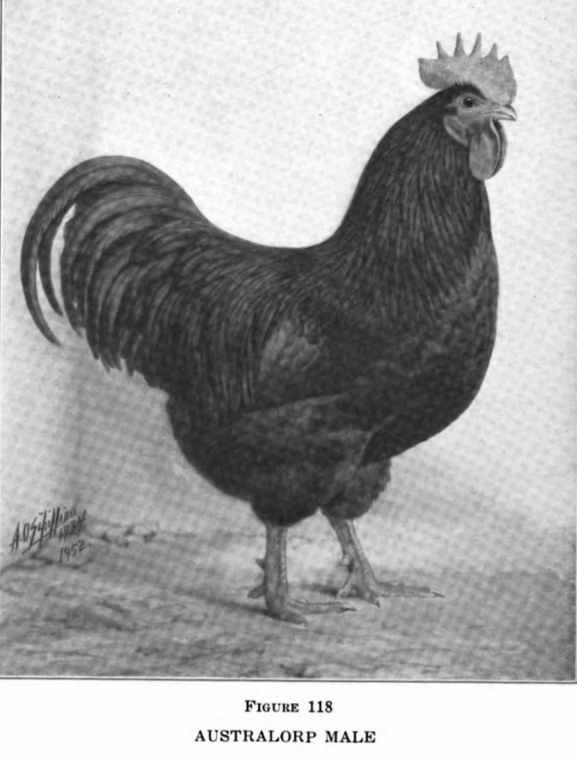 Australorp - Open Poultry Standards Australia