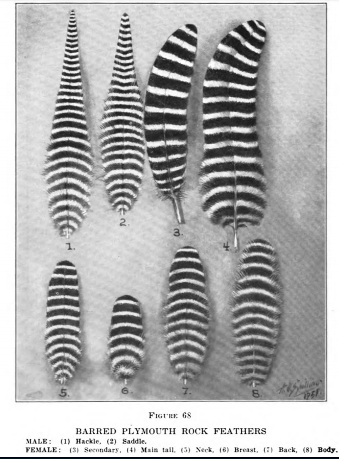 New York / Canada border, public park near a river, underneath a Birch ...